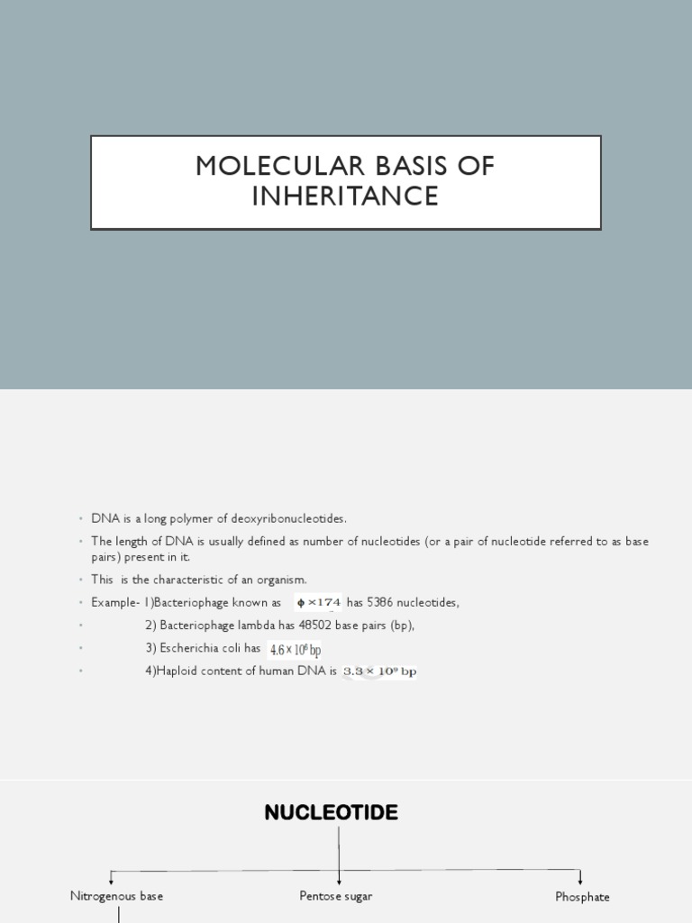 DNA Structure and Inheritance Basics | PDF | Operon | Translation (Biology)