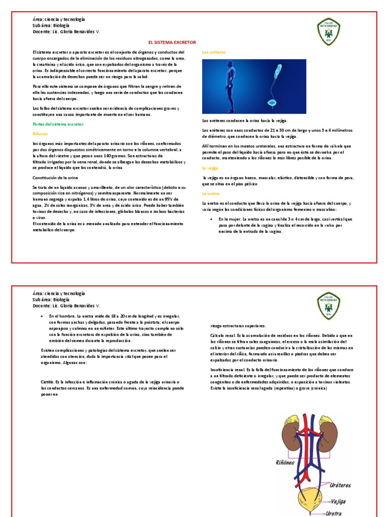El Sistema Excretor 2° | PDF | Sistema urinario | Orina