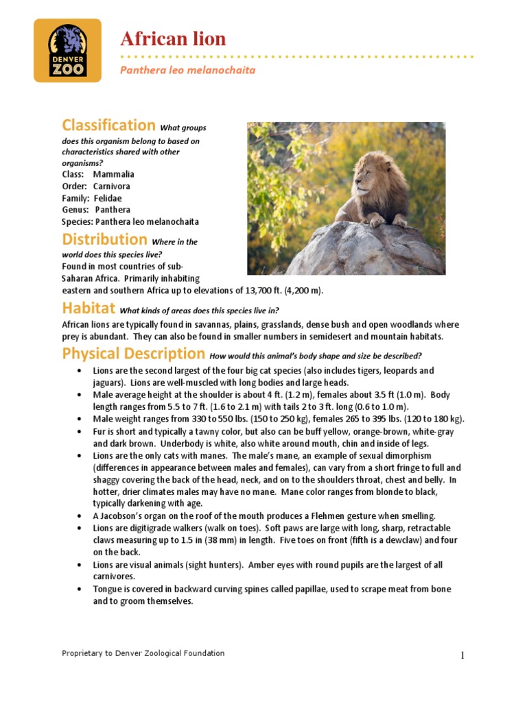African Lion | PDF | Lion | Predation