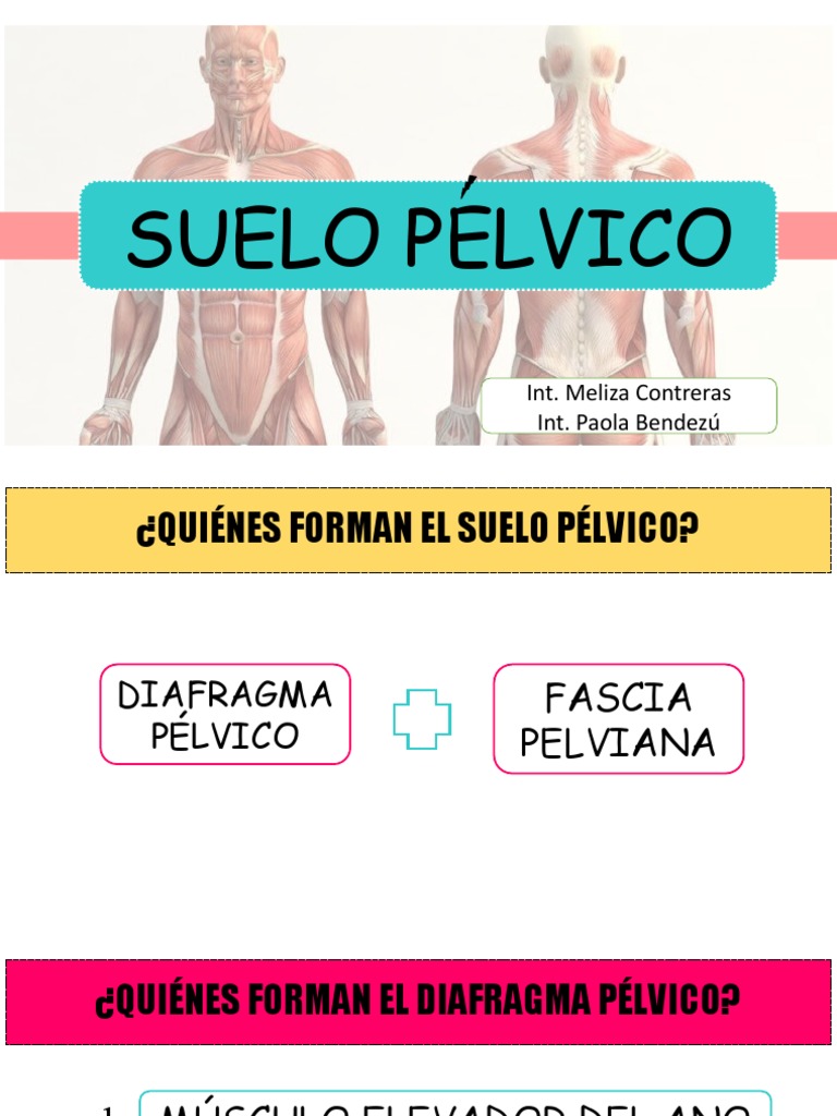suelo pelvico | PDF | Pelvis | Anatomía humana