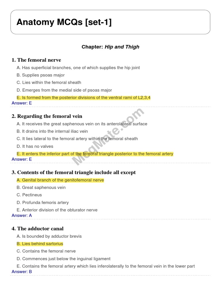 Anatomy Questions Hip and Thigh | PDF | Hip | Pelvis