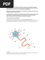 Neurona y Sus Partes Dibujo | PDF | Axon | Neurona