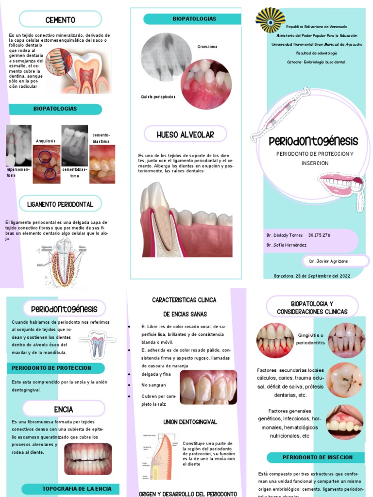 Triptico Periodontogenesis | PDF | Diente | Odontología