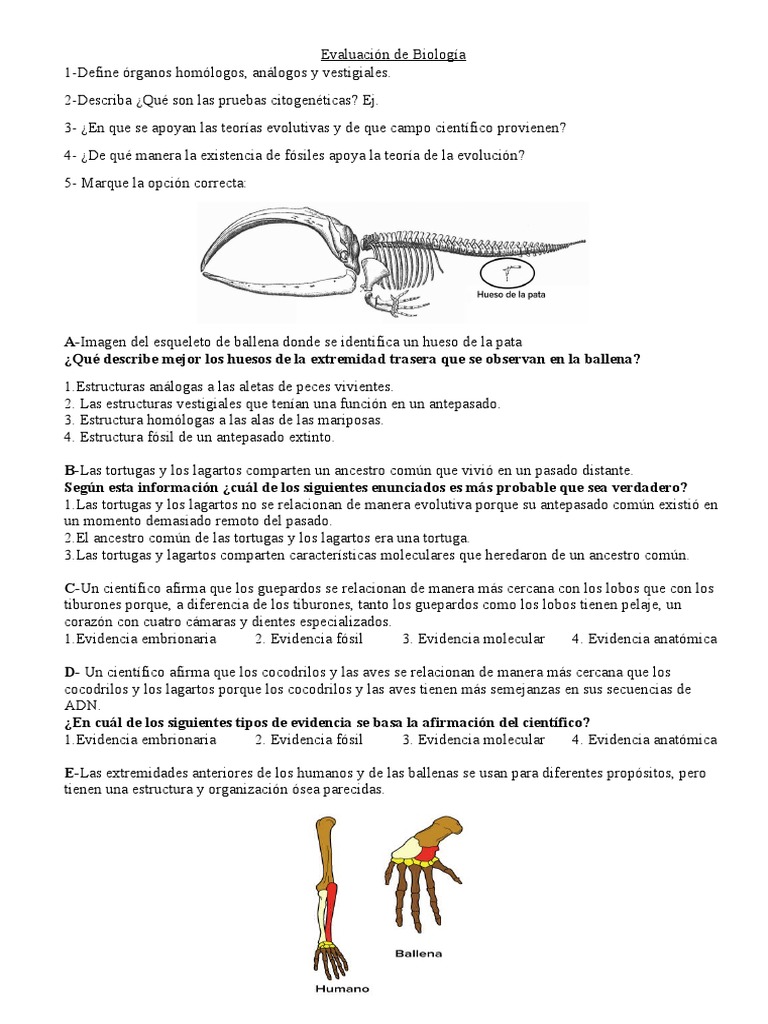 Eval. Pruebas Evolutivas | PDF | Homología (biología) | Evolución