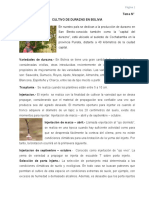 Ficha Técnica Del Pasto Marandú (Brachiaria Brizantha Cv. Marandú ...