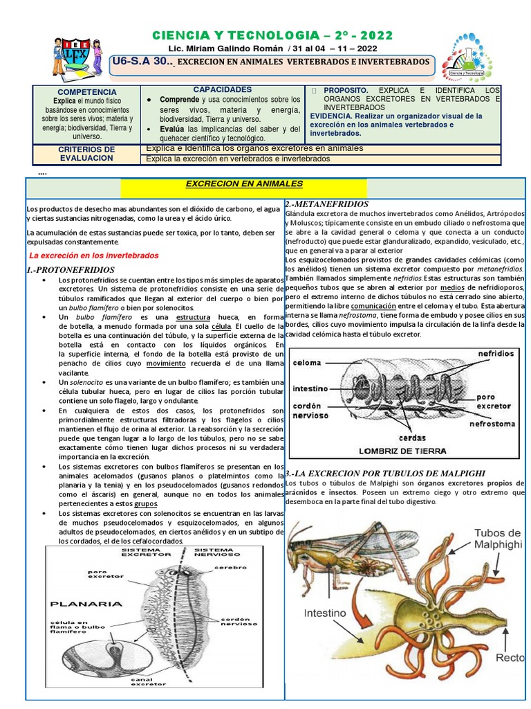 Actividad 30 EXCRECIÓN EN ANIMALES | PDF | Excreción | Riñón