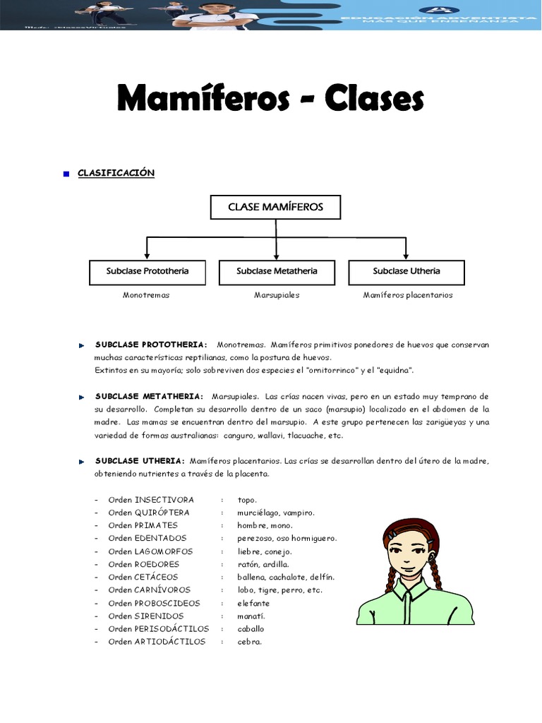 IV Bim - 2do. Año - Bio - Guía 7 - Mamíferos - Clases | PDF | Mamíferos ...