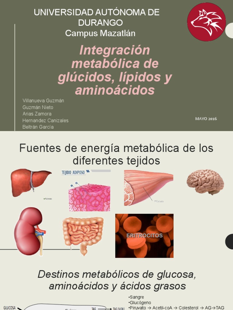 1-Integración-metabolica-1 | PDF | Metabolismo | Glucólisis