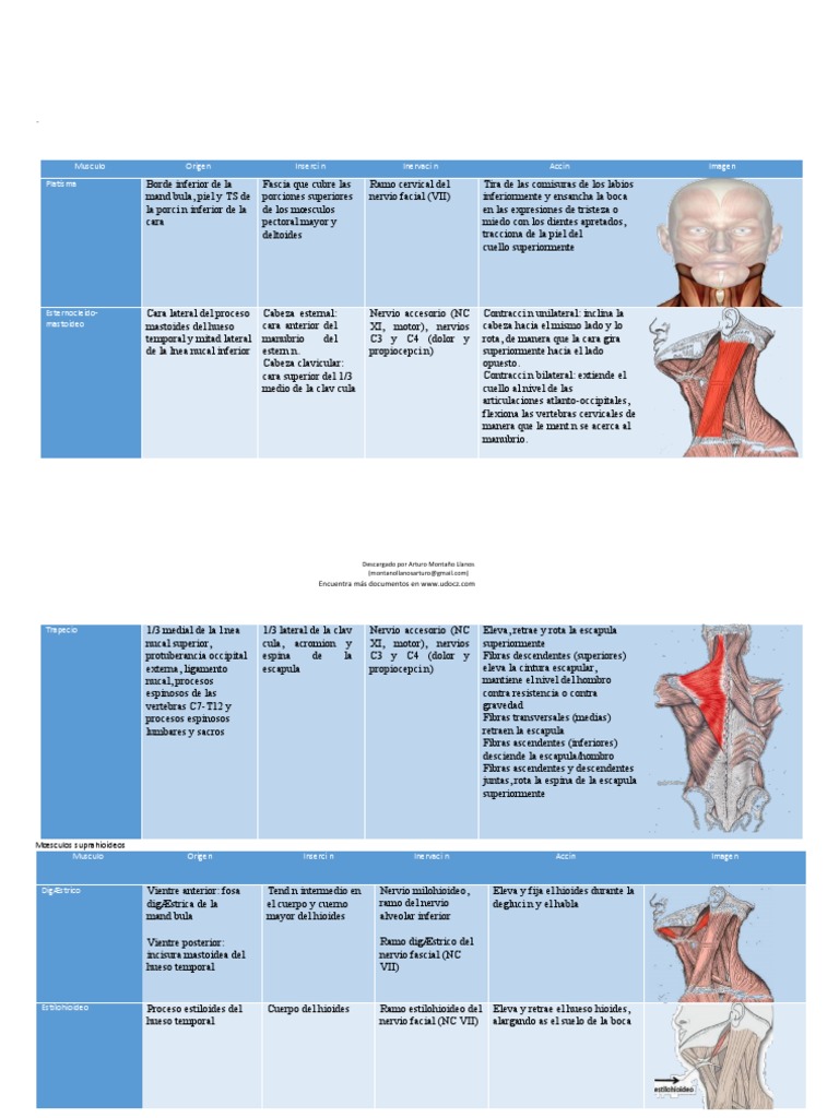 Músculos del Cuello y su Función | PDF | Sistema musculoesquelético ...
