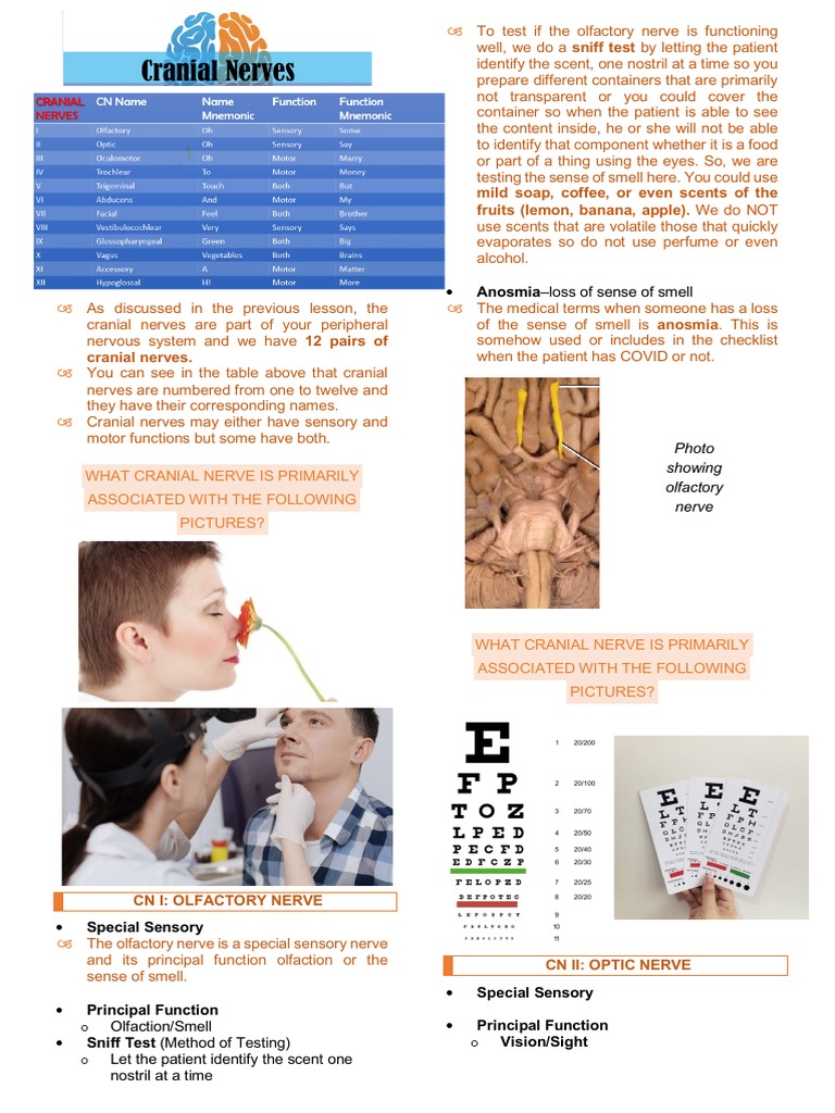 Cranial Nerves PDF | PDF | Neuroscience | Anatomy
