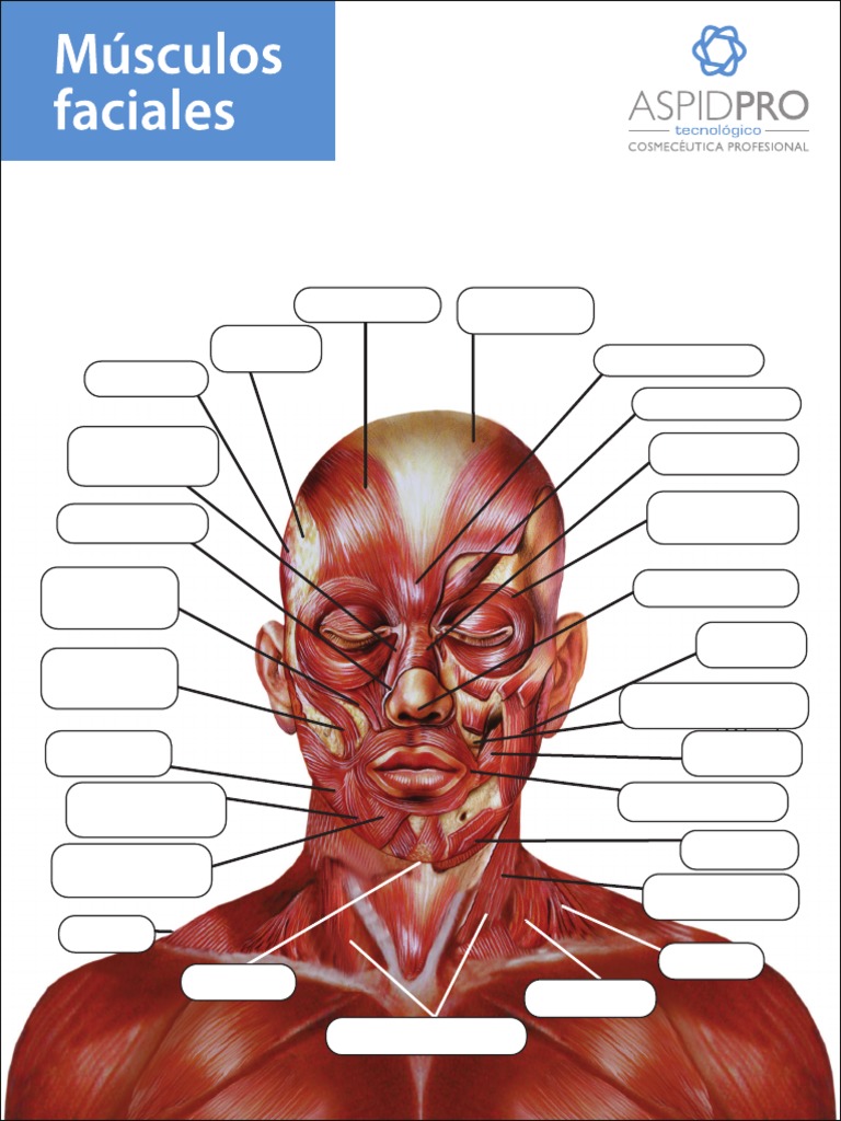 Músculos Faciales Carta Sin Nombres | PDF