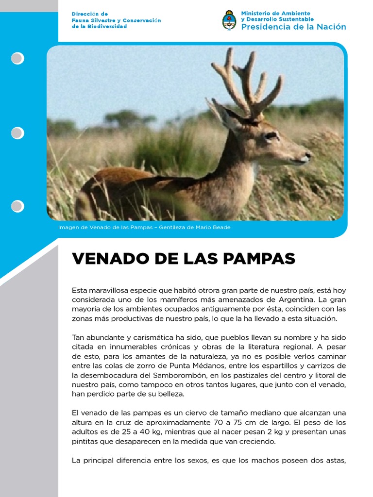 Ficha Venado de Las Pampas72 | PDF | Ciervo