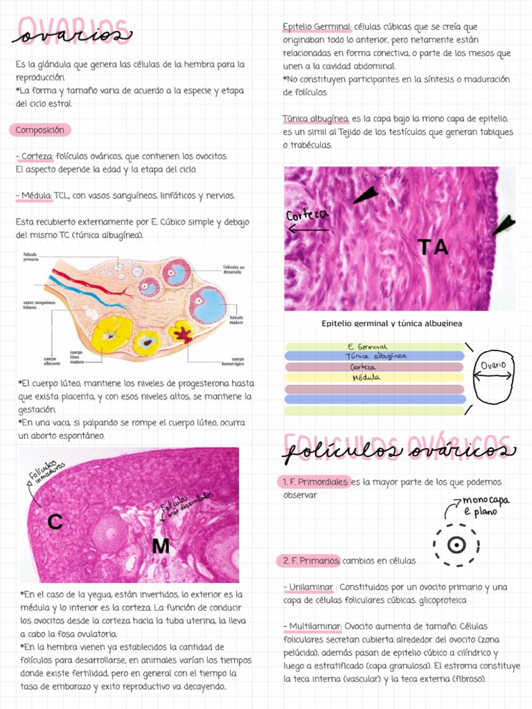 Glándulas Sexuales | PDF