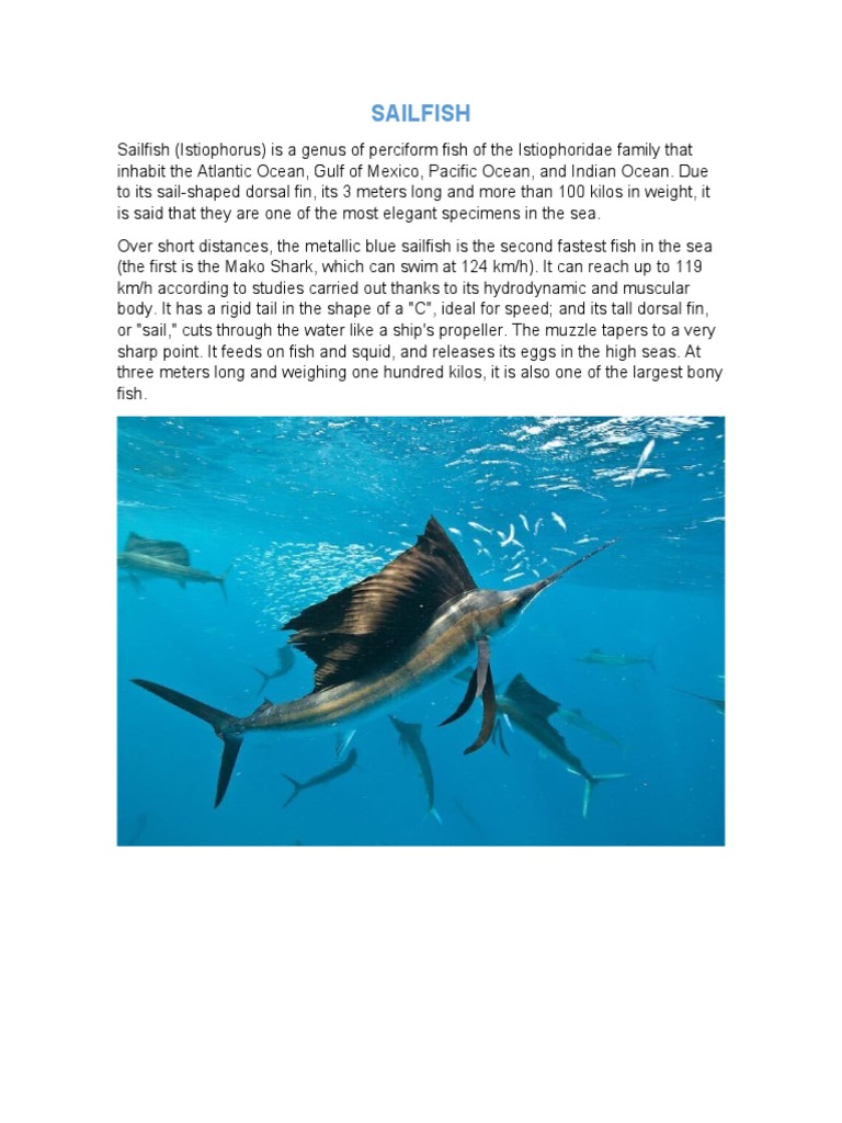 SAILFISH | PDF