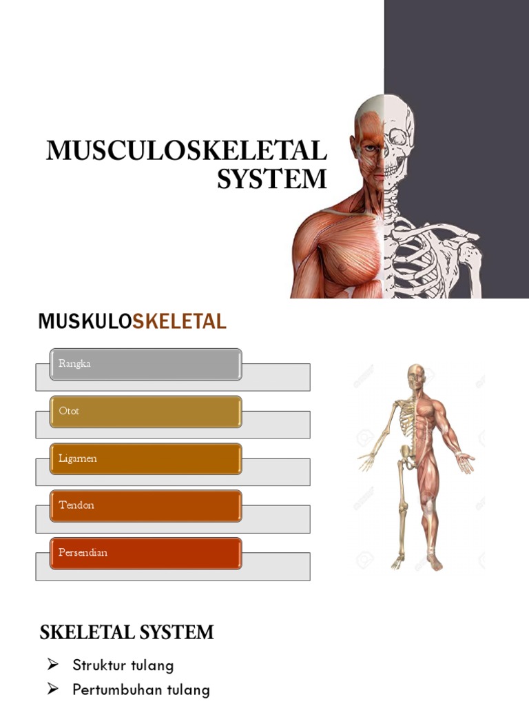 Sistem Muskuloskeletal Int | PDF