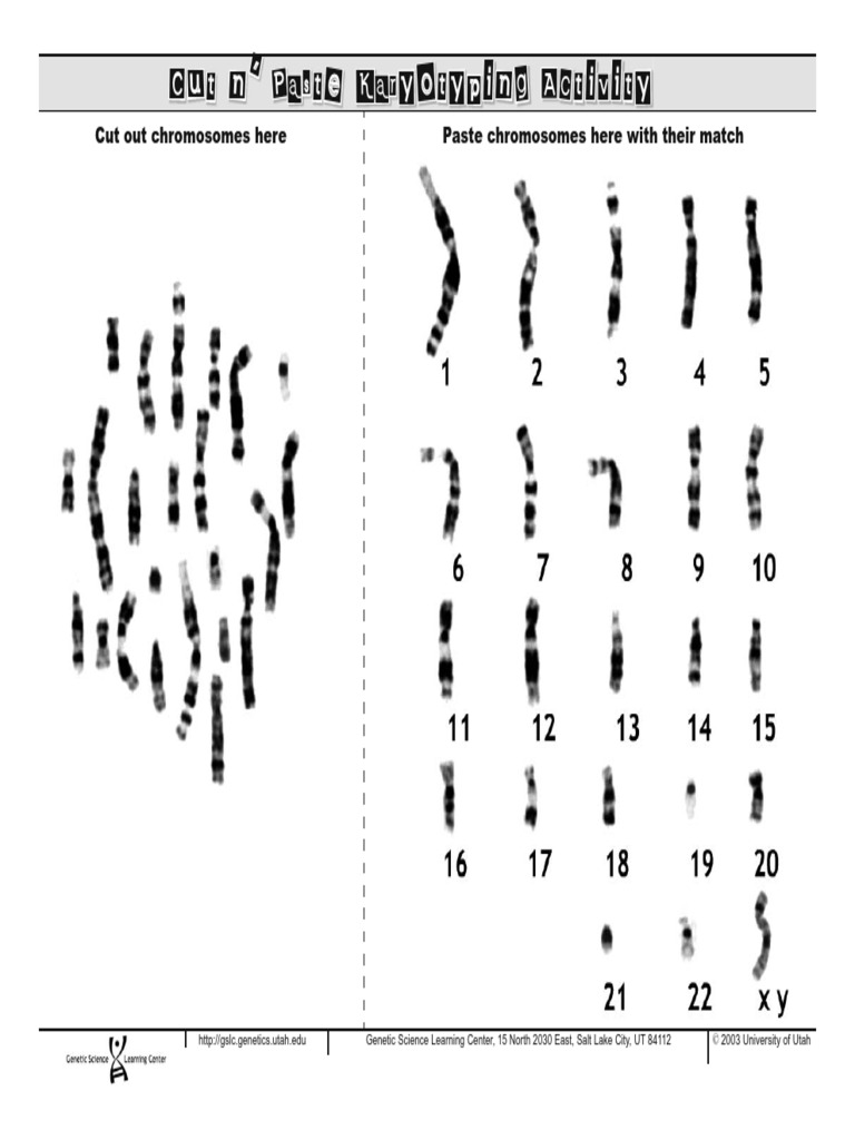Karyotyping Cut and Paste Activity | PDF