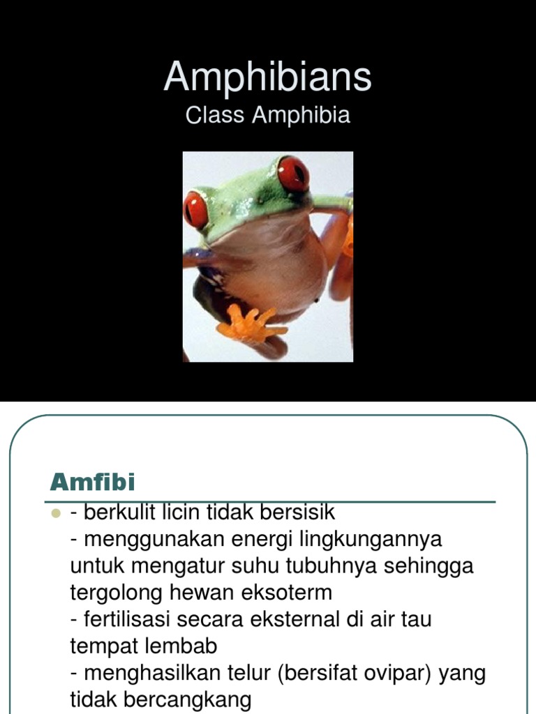 kELAS AMPHIBIA | PDF