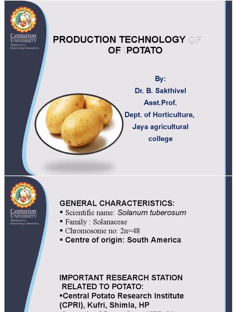 Potato | PDF