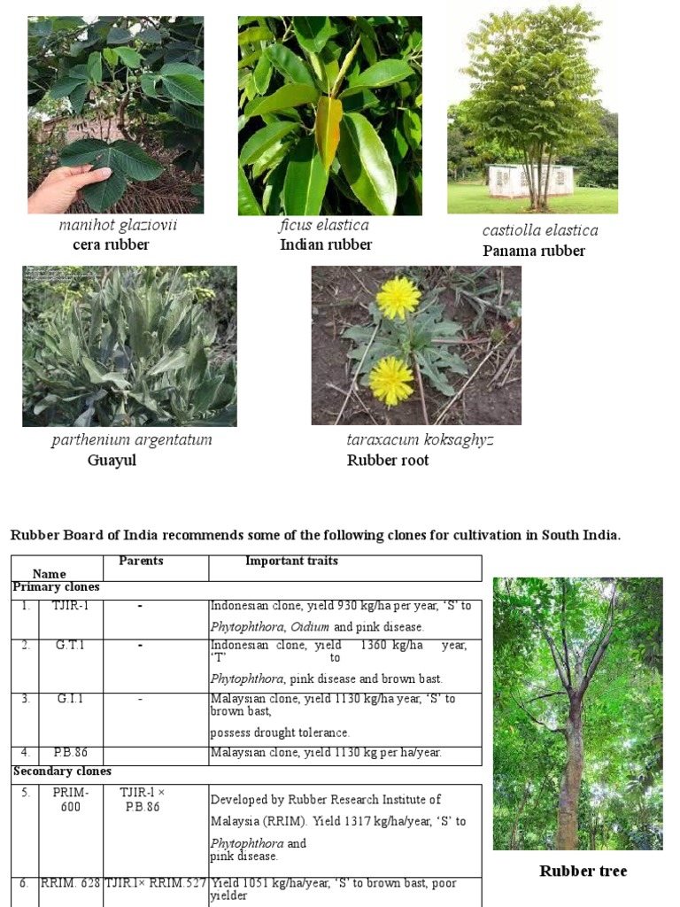 Rubber | PDF | Natural Rubber | Agriculture