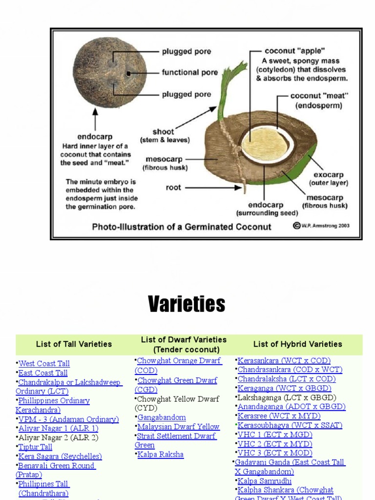 Lecture 5 Coconut | PDF | Coconut | Plant Nursery