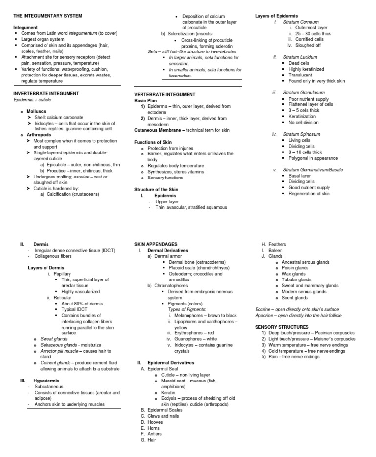 The Integumentary System | PDF | Integumentary System | Skin