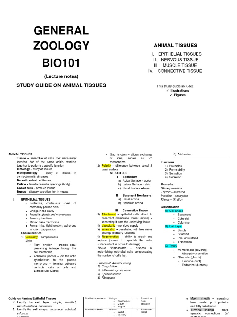Zoology - Animal Tissues - Lecture Notes | PDF | Epithelium ...