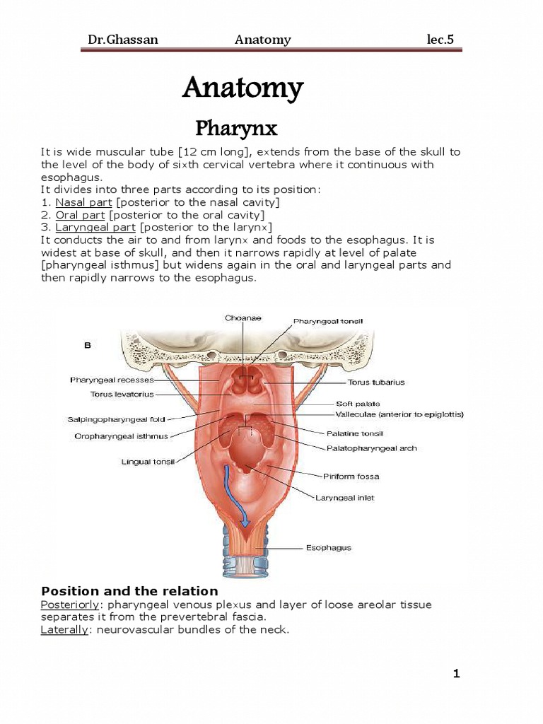 Anatomy of The Pharynx | PDF | Larynx | Common Carotid Artery
