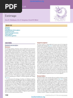 ESÒFAGO (Anatomía, Embriología, Histología y Fisiología) | PDF ...