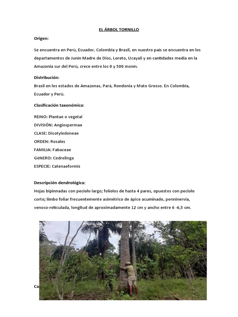 El Árbol Tornillo | PDF | Los bosques | Hoja