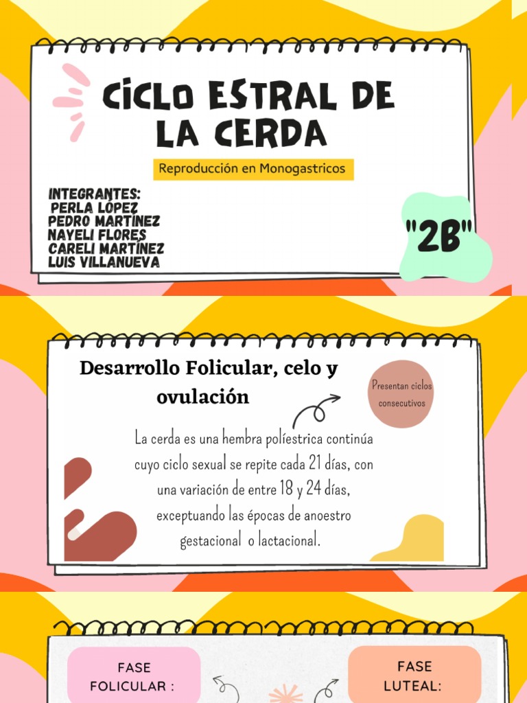 Ciclo Estral en Cerdas: Etapas y Ovulación | PDF