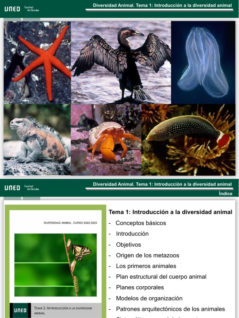 Tema 1 Diversidad Animal | PDF | Embrión | Organismos