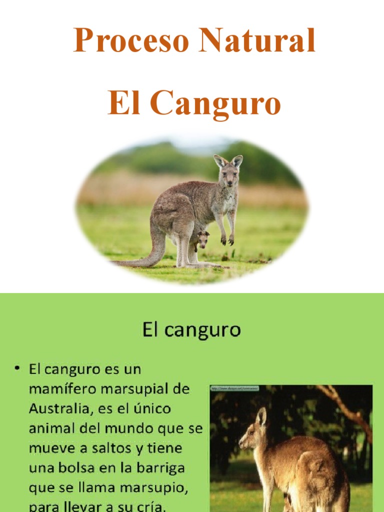 Proceso Natural El Canguro | PDF