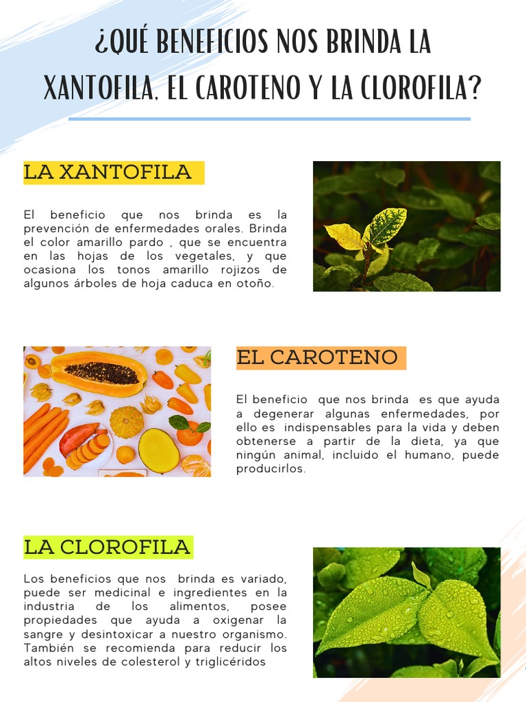 Beneficios de Xantofila, Caroteno y Clorofila | PDF