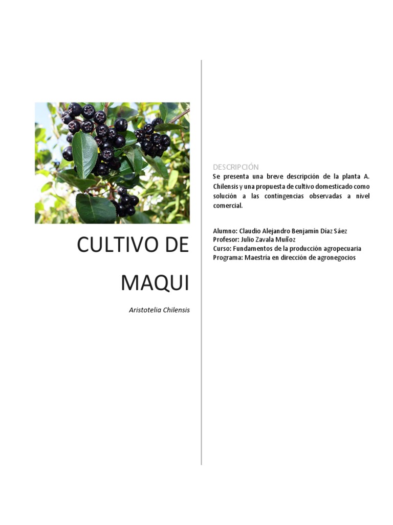 Cultivo y beneficios del maqui chileno | PDF | Agricultura | Insectos