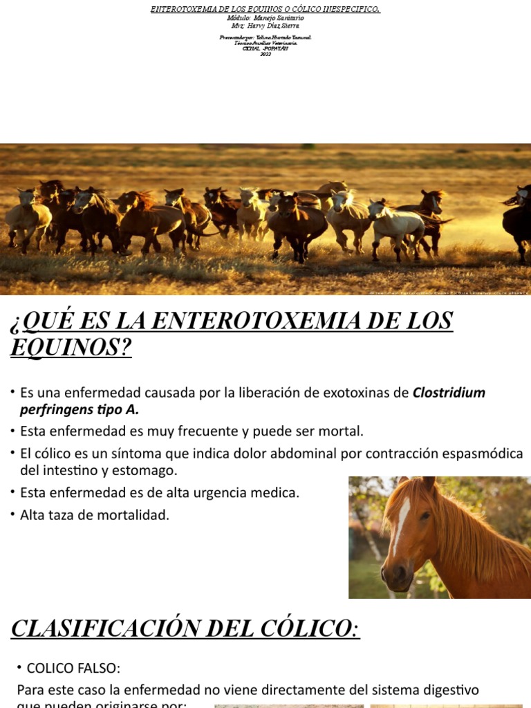 Enterotoxemia de Los Equinos o Cólico Inespecifico | PDF | Medicina ...