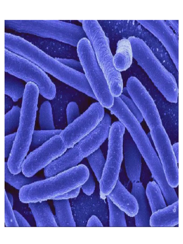 Archaea | PDF