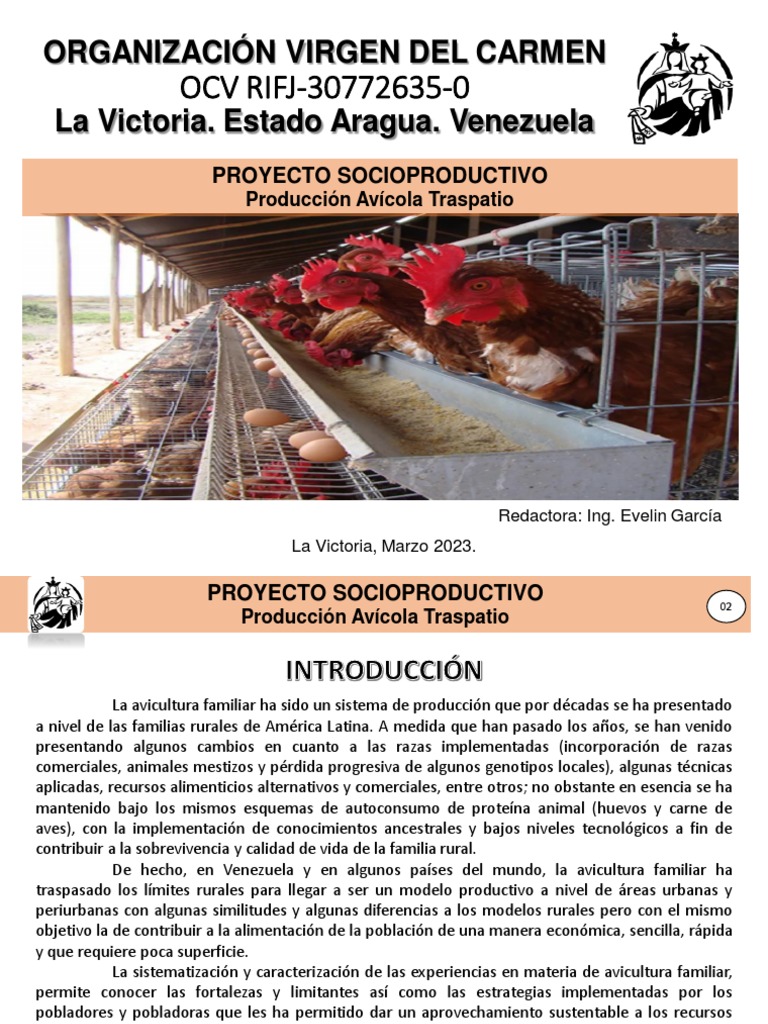 Proyecto Gallinas Traspatio | PDF | Pollo | Aves