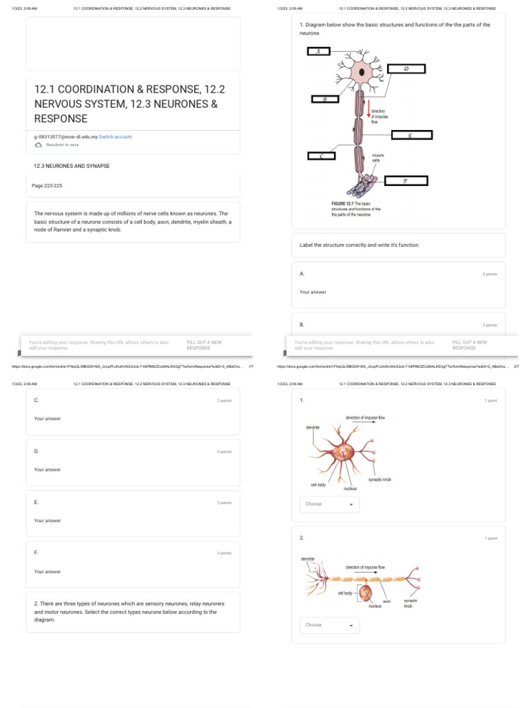 12.1 Coordination & Response, 12.2 Nervous System, 12.3 Neurones & Response | PDF | Neuron ...
