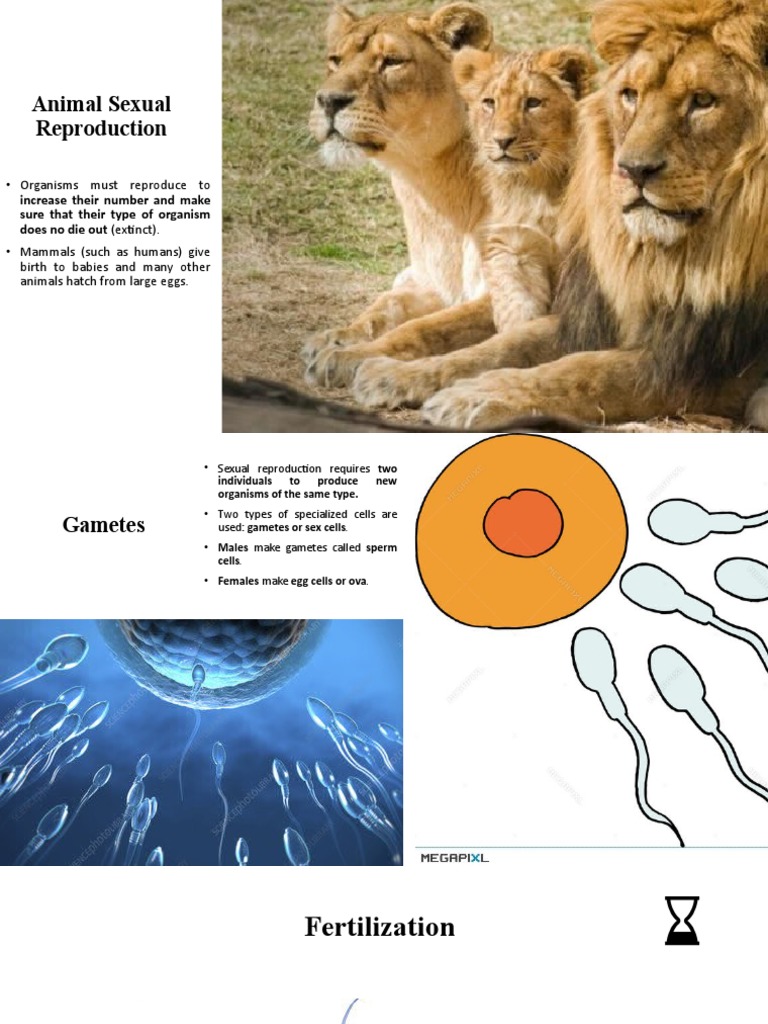 Week 3 - 1 Fertilization | PDF | Fertilisation | Reproduction