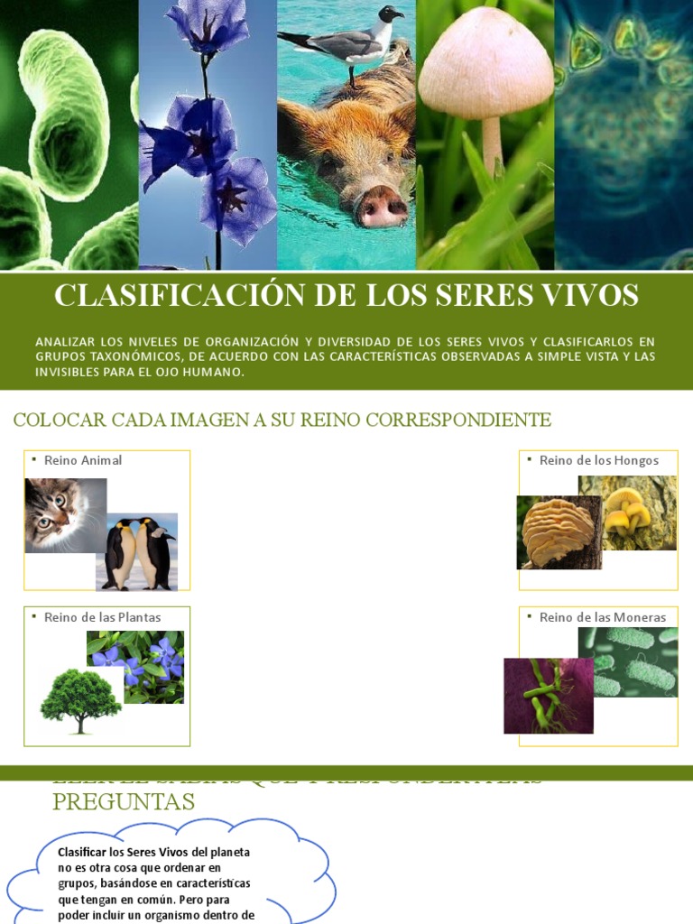 Clasificación de Los Seres Vivos | PDF