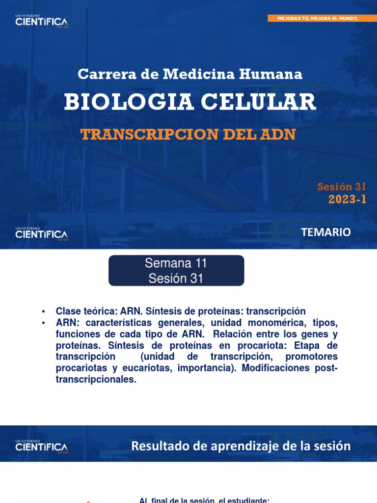 Biología Celular - Transcripción Del ADN-11-16 | Descargar gratis PDF | Rna | Messenger Rna