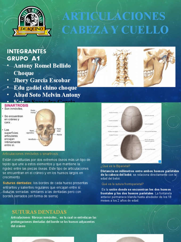Articulaciones Cabeza y Cuello | PDF