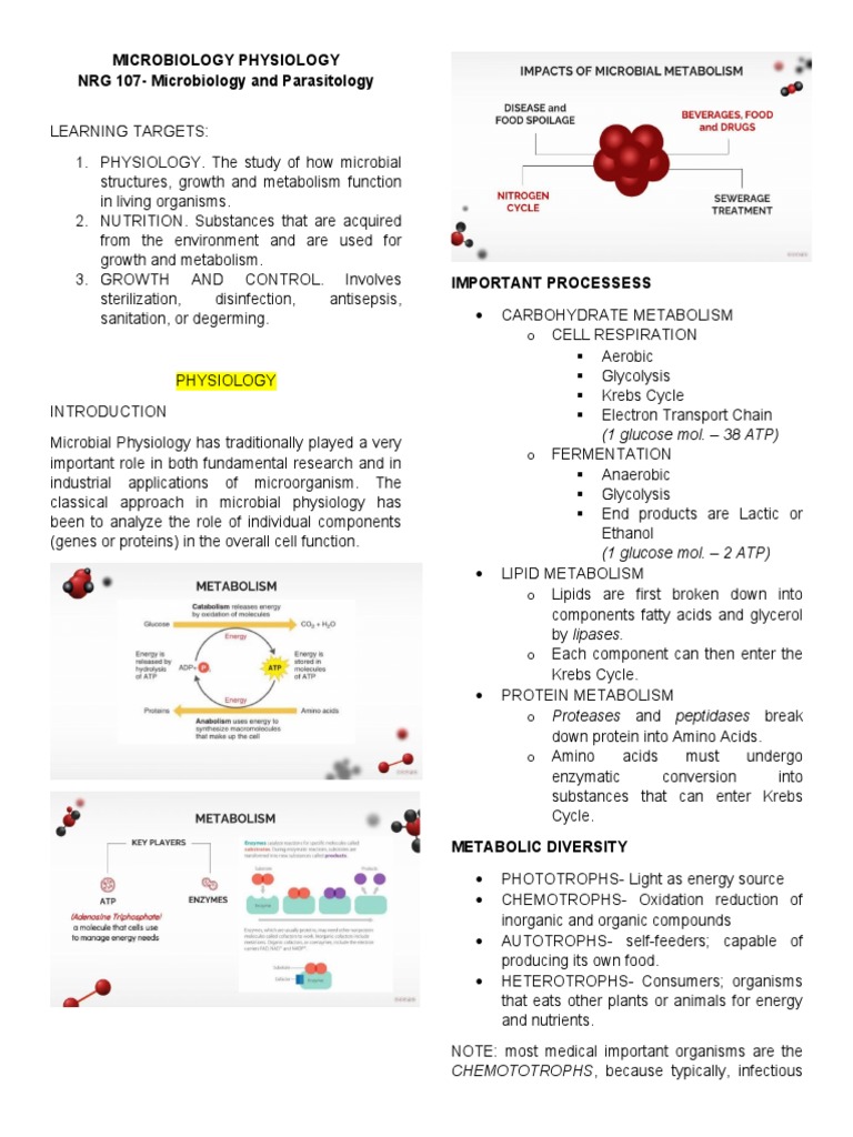 Microbiology Physiology | PDF | Growth Medium | Metabolism