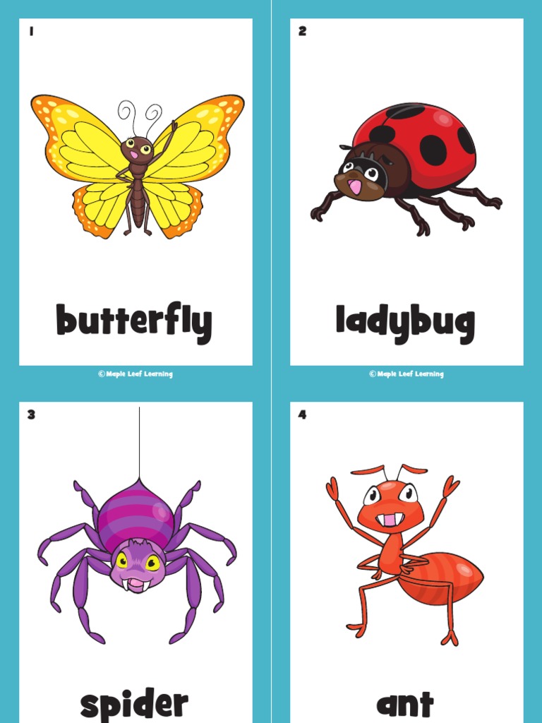 Insect Identification for Kids | PDF