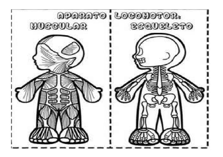 Locomotor Ficha | PDF