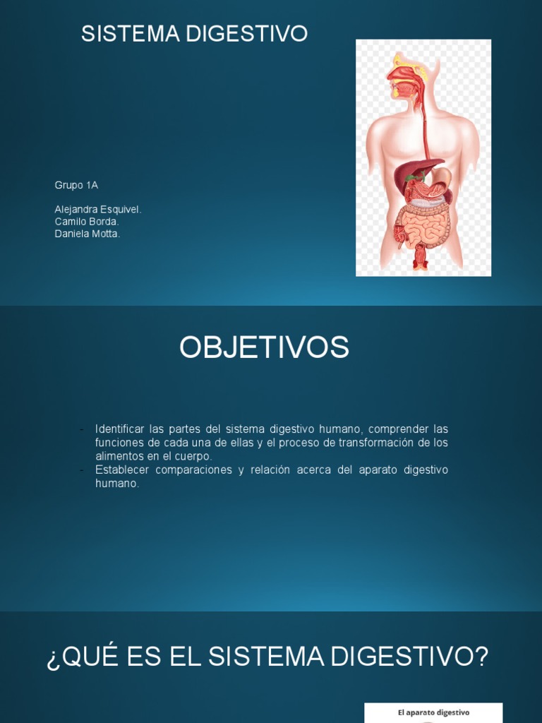 Anatomía Del Sistema Digestivo Ppt Sistema Digestivo By Diego Muñoz