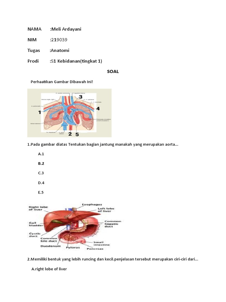 Contoh Soal Anatomi | PDF