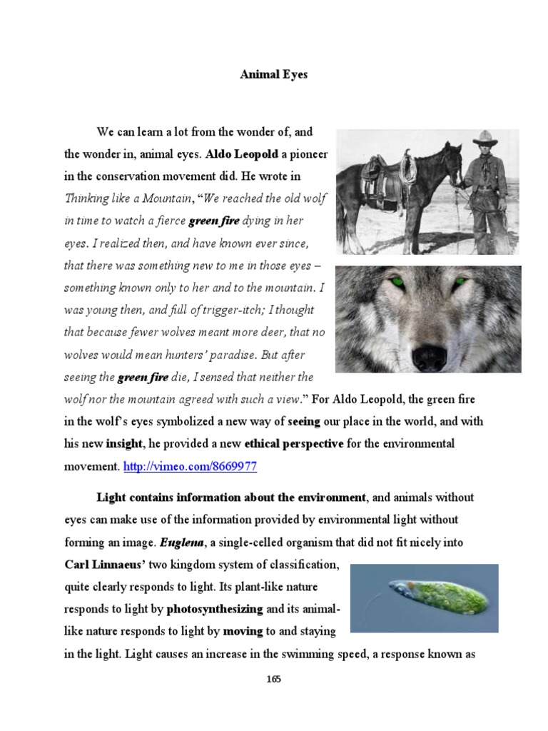 Animal Eyes | PDF | Eye | Visual Perception
