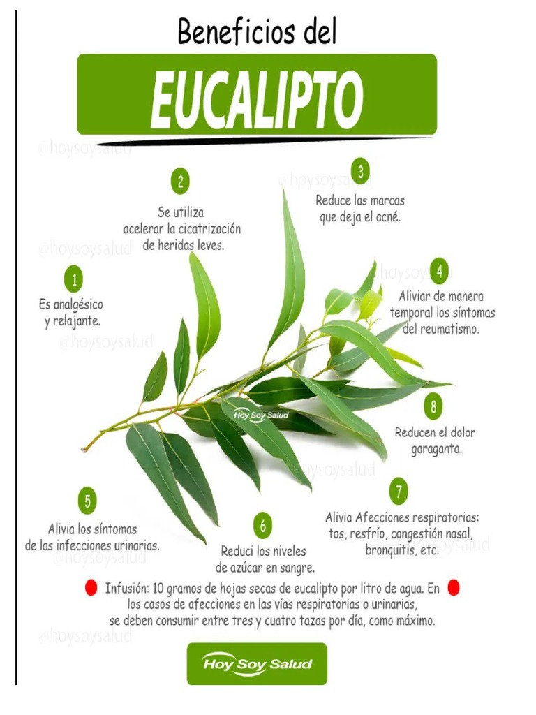 EUCALIPTO | PDF
