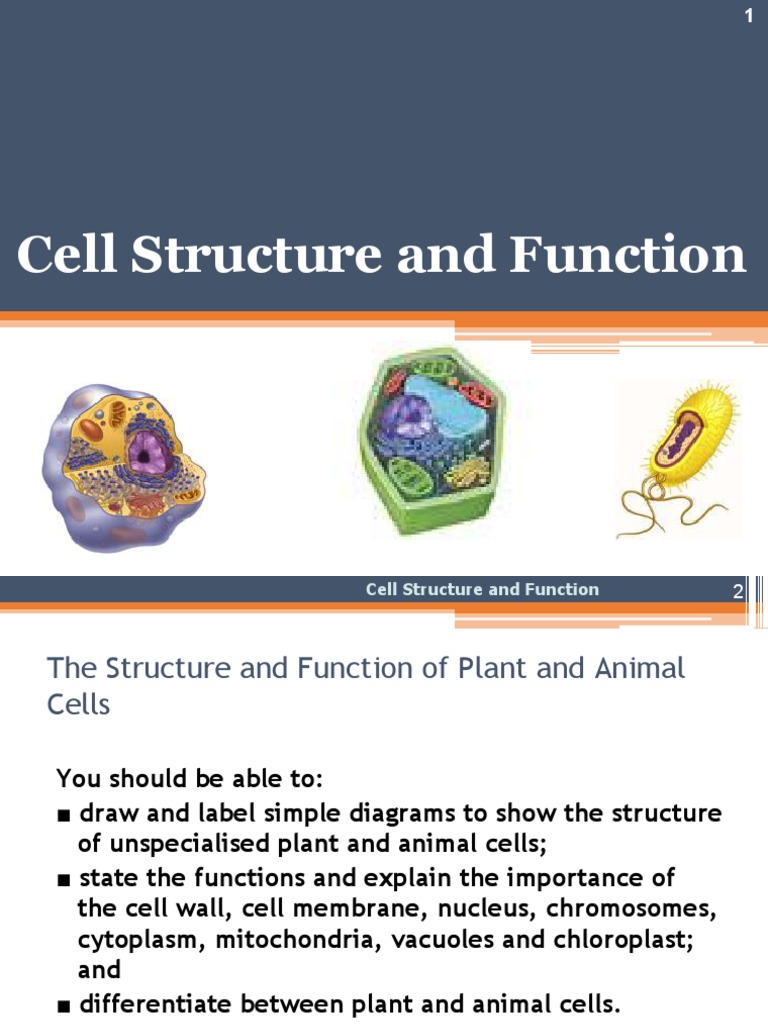 Cell Structure and Function | PDF